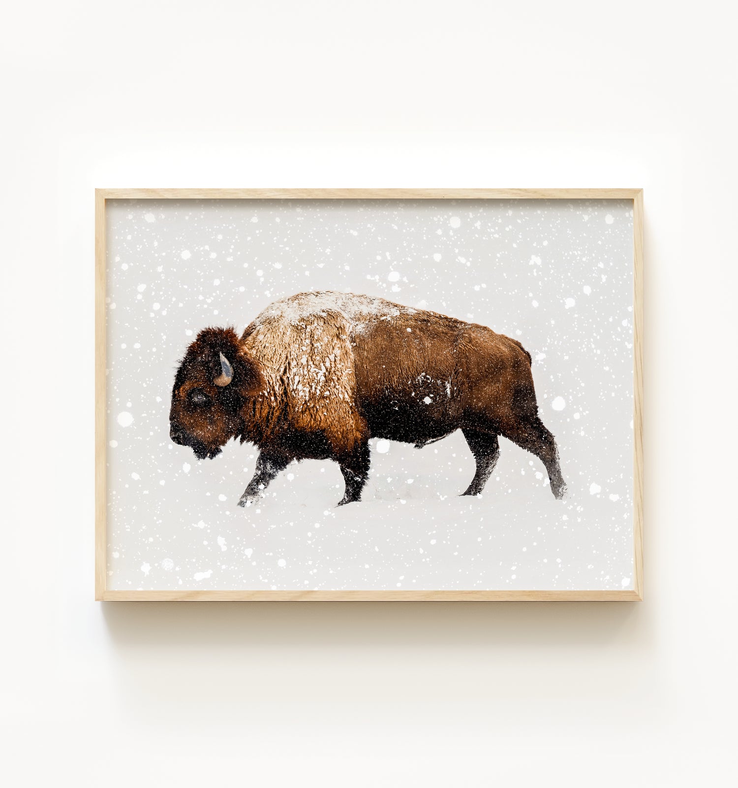 Buffalo in Snow – The Crown Prints
