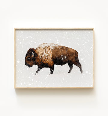 Buffalo in Snow - The Crown Prints