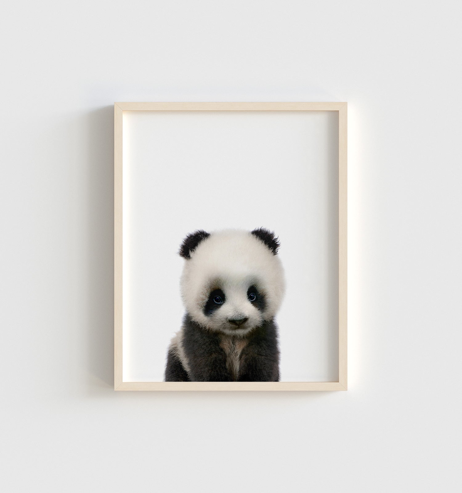 Baby Panda - The Crown Prints